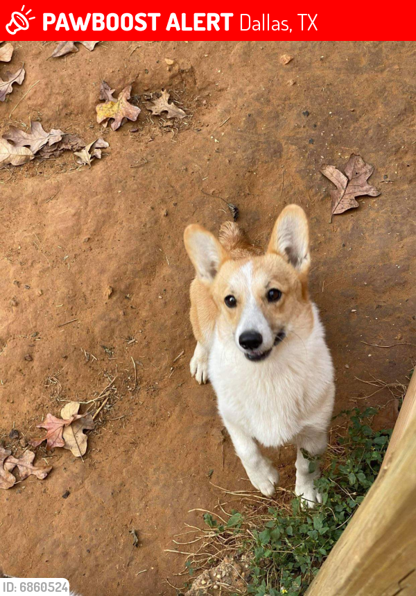 Dallas, TX Lost Female Dog, Stella Rose Is Missing | PawBoost