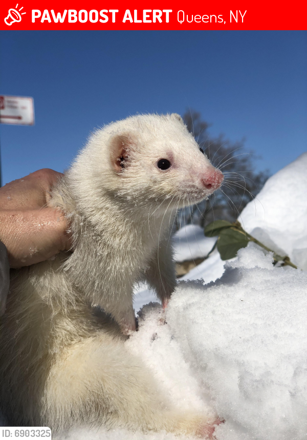 Queens, NY Lost Female Ferret, Becky Is Missing | PawBoost