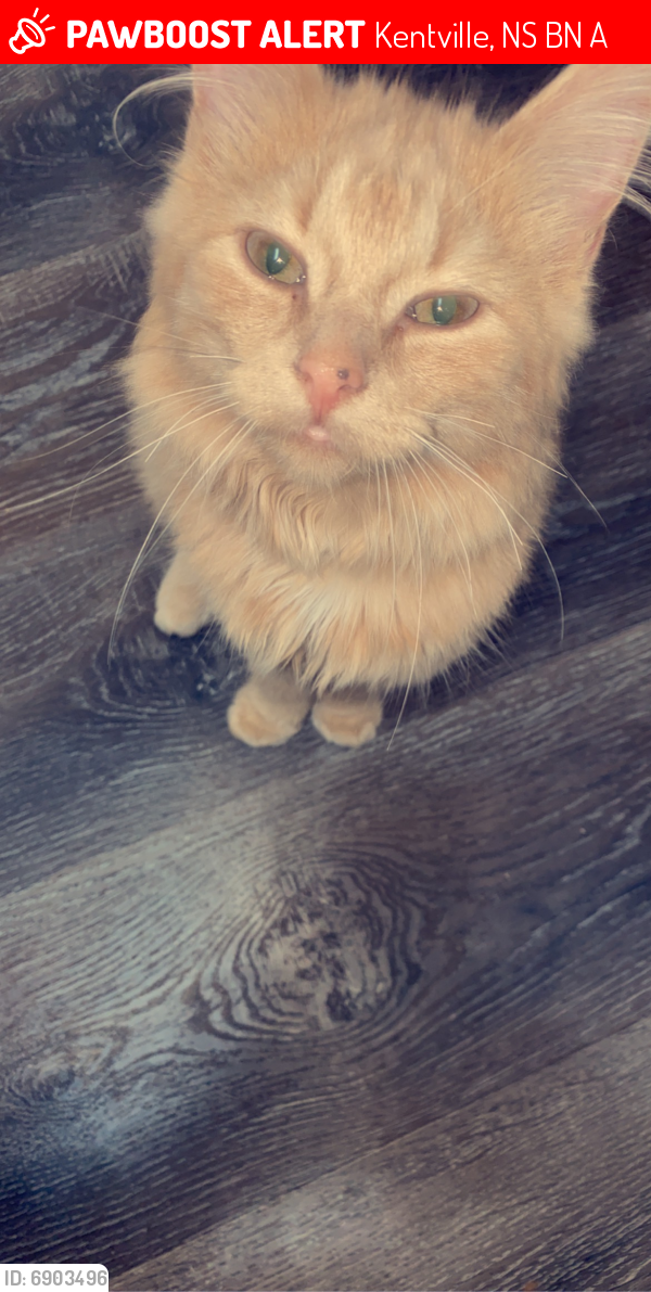 Kentville, NS Lost Female Cat, Luna Is Missing | PawBoost