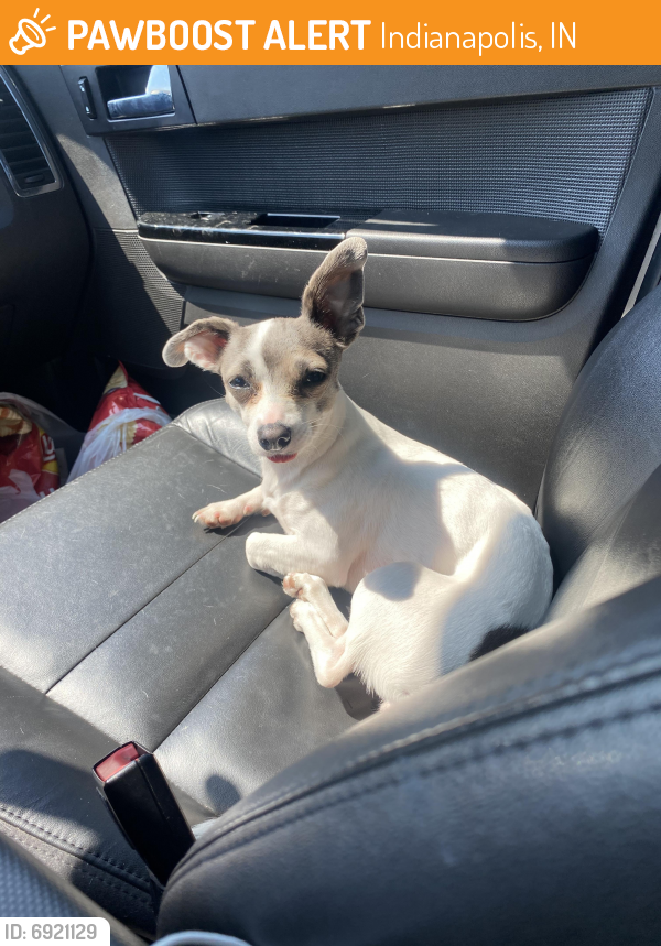 Indianapolis, IN Stray Female Dog Found Near 75th and Binford Boulevard ...