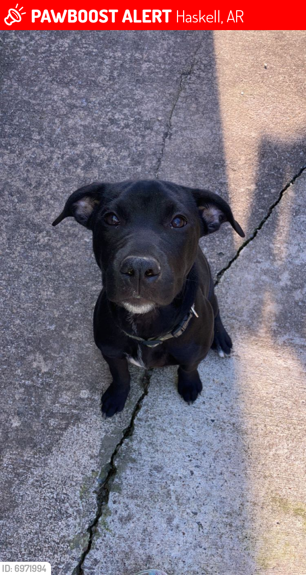 Haskell, AR Lost Female Dog, Dixie Is Missing | PawBoost