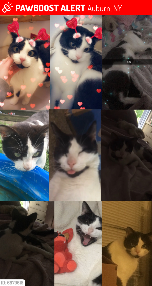 Auburn, NY Lost Male Cat, Gigi/Cow Is Missing | PawBoost