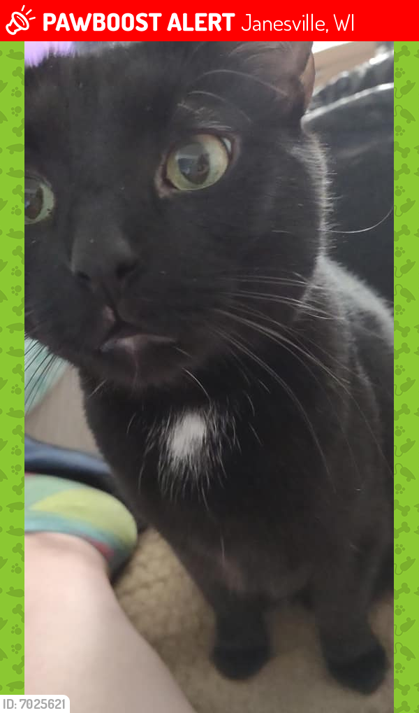 Janesville, WI Lost Cat, Lyla B. Is Missing | PawBoost