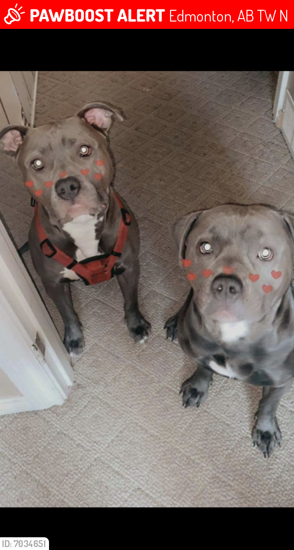 Edmonton, AB Lost Female Dog, Rozay Is Missing | PawBoost