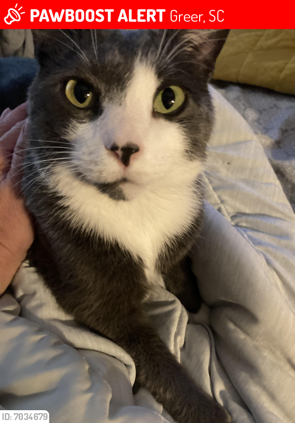 Lost Male Cat in Greer, SC 29651 Named Queue (ID: 7034679) | PawBoost