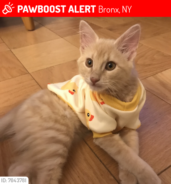 Bronx, NY Lost Male Cat, Ginger Is Missing | PawBoost