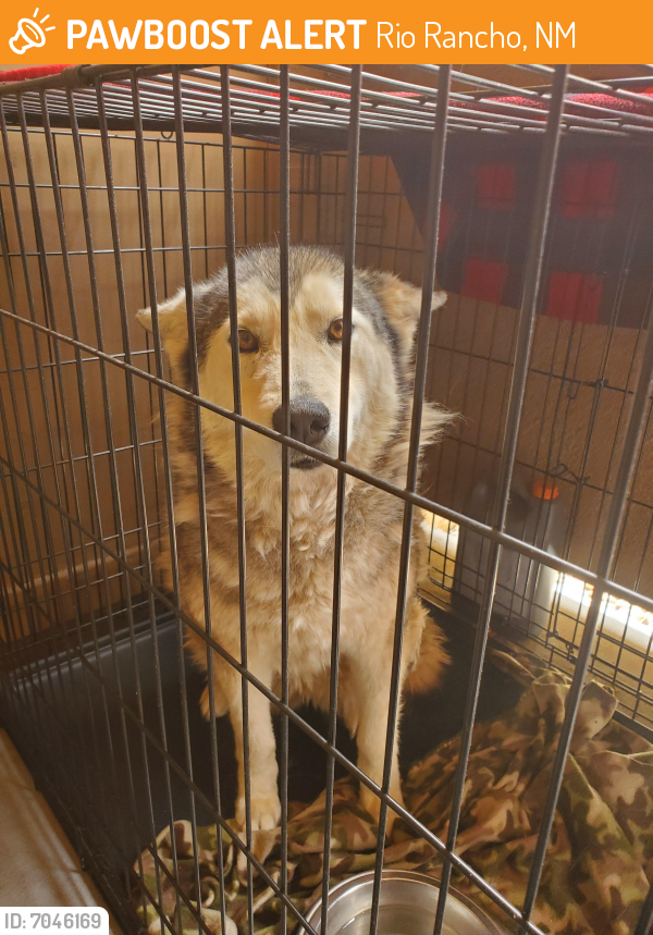 Rio Rancho, NM Stray Female Dog Found Near Southern and unser | PawBoost