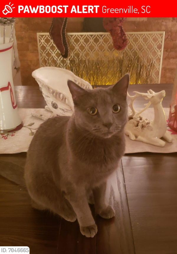 Greenville, SC Lost Male Cat, Silverman Is Missing | PawBoost