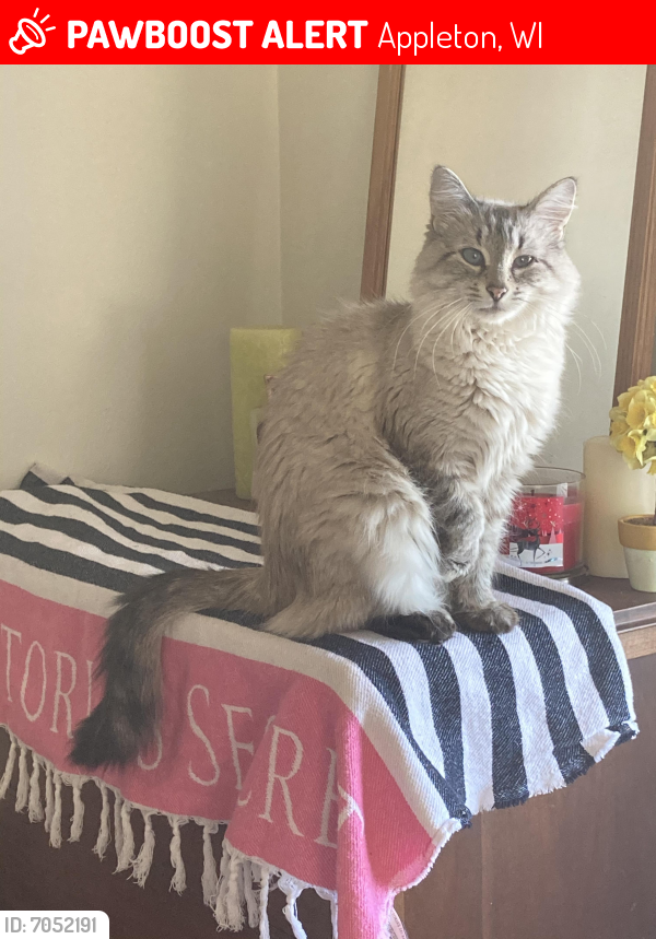 Appleton, WI Lost Female Cat, Shmill Is Missing | PawBoost