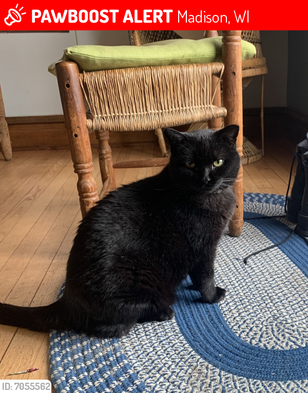 Madison, WI Lost Male Cat, Charcoal Is Missing | PawBoost