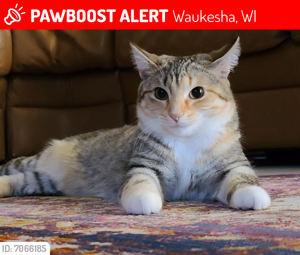 Waukesha, WI Lost Female Cat, Hazel Is Missing | PawBoost