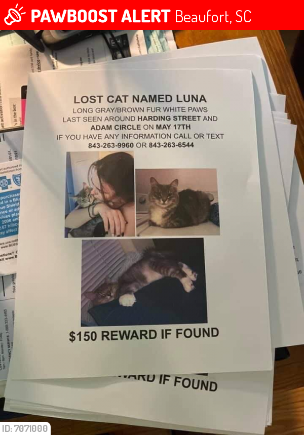 Beaufort, SC Lost Female Cat, Luna Is Missing | PawBoost