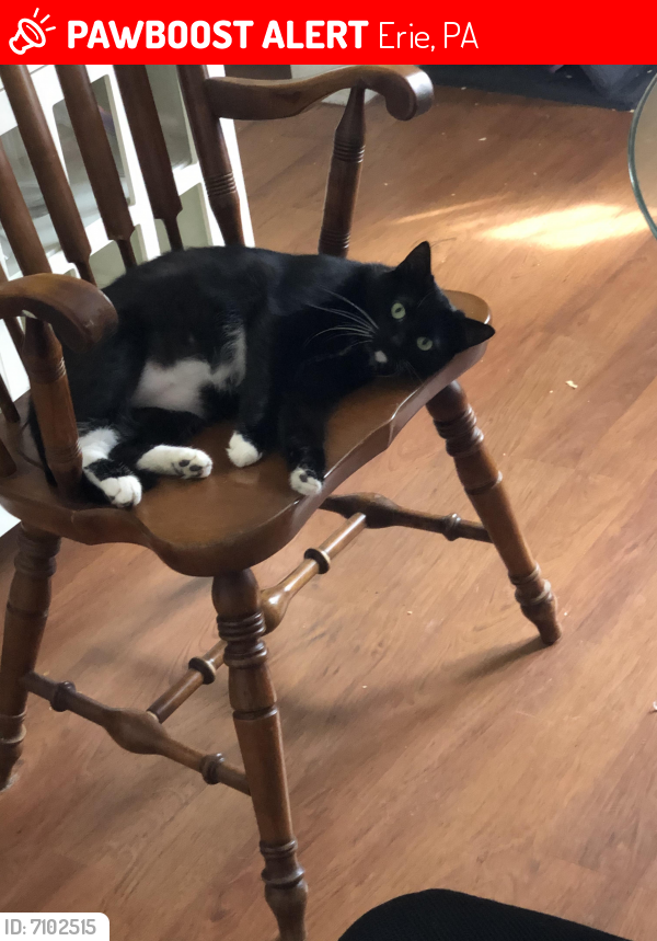 Erie, PA Lost Female Cat, Oreo Is Missing | PawBoost