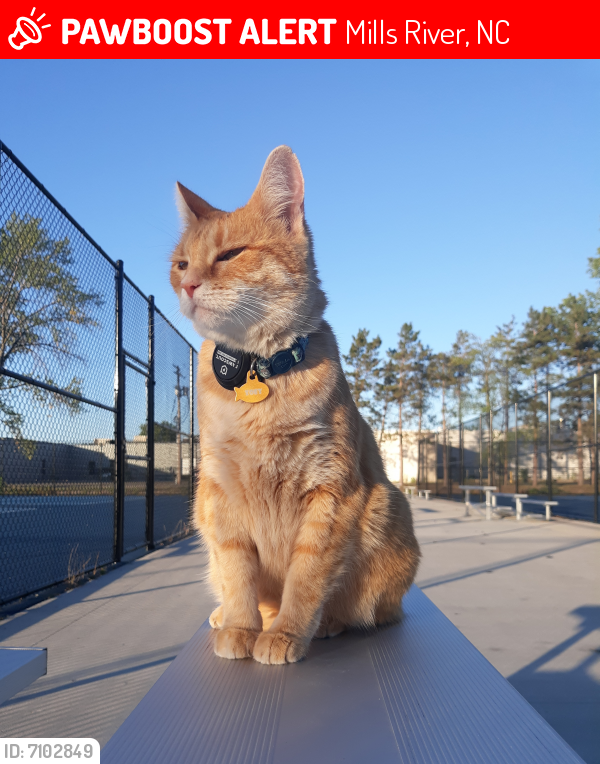 Mills River, NC Lost Female Cat, Zoey Is Missing | PawBoost