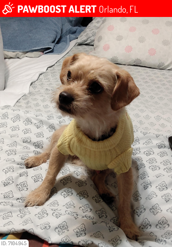 Orlando, FL Lost Male Dog, Buddy Booker Is Missing | PawBoost