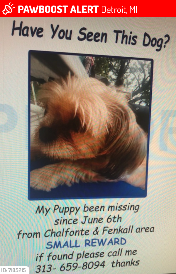 Lost Female Dog in Detroit, MI 48238 Named Hunii babii (ID: 7105215 ...