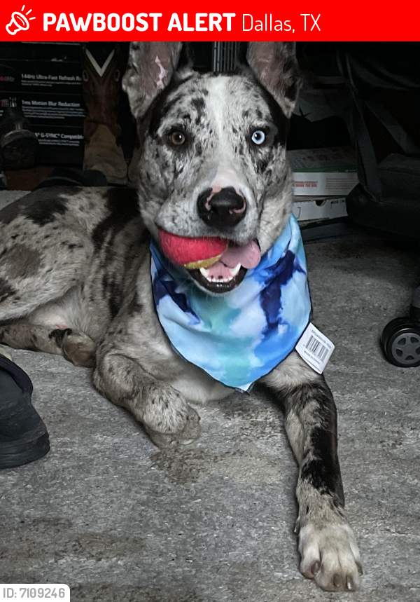 Lost Male Dog in Dallas, TX 75229 Named Kovu (ID: 7109246) | PawBoost