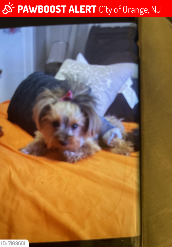 City of Orange, NJ Lost Female Dog, Mia Is Missing | PawBoost