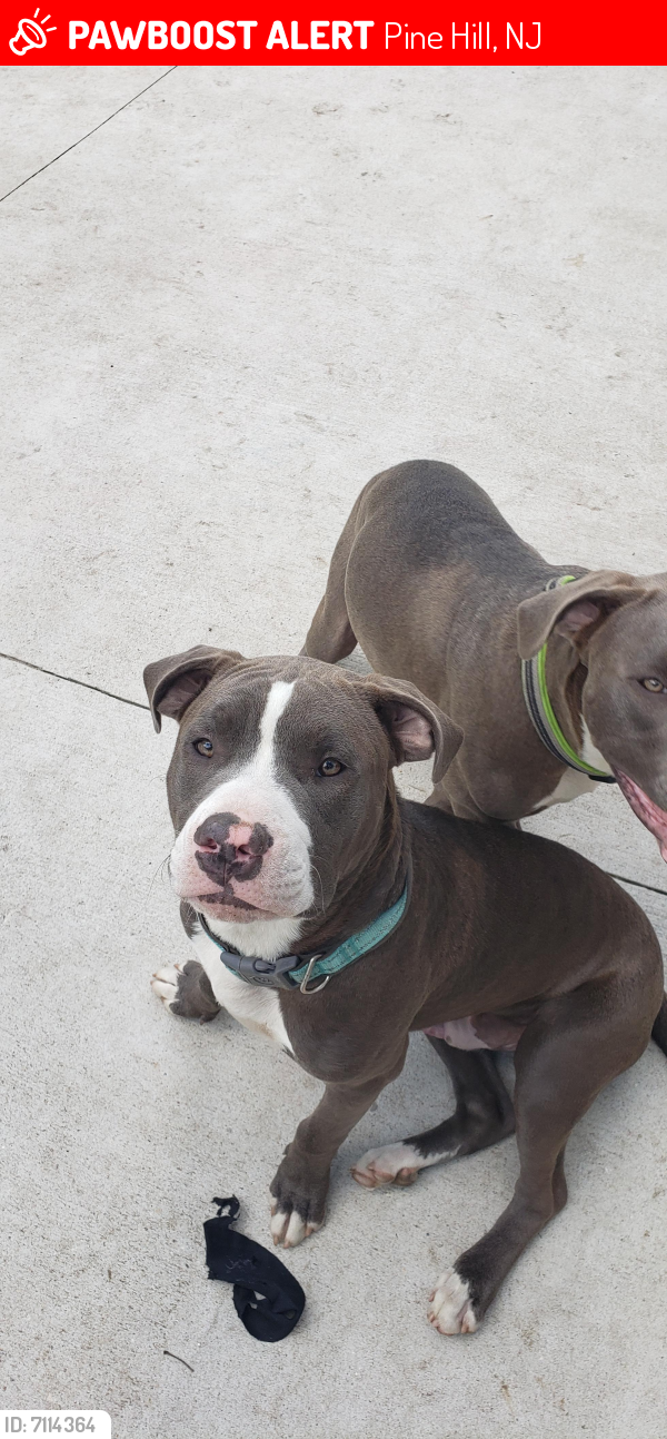 Pine Hill, NJ Lost Male Dog, Nado Is Missing | PawBoost