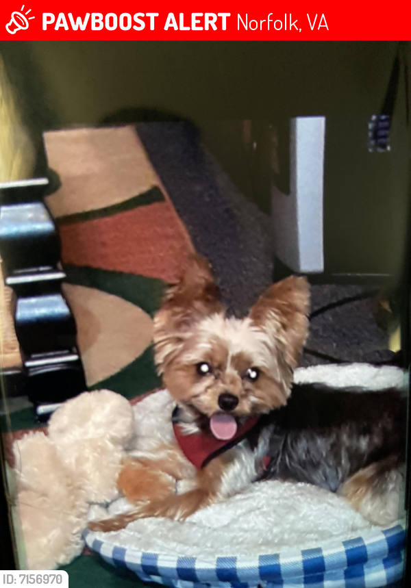 Norfolk, VA Lost Female Dog, Pebbles Is Missing | PawBoost