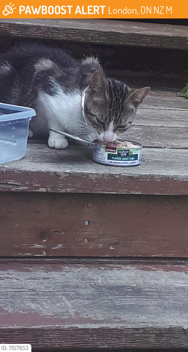 Found/Stray Cat in London, ON N5Z 1M2 (ID: 7157653) | PawBoost