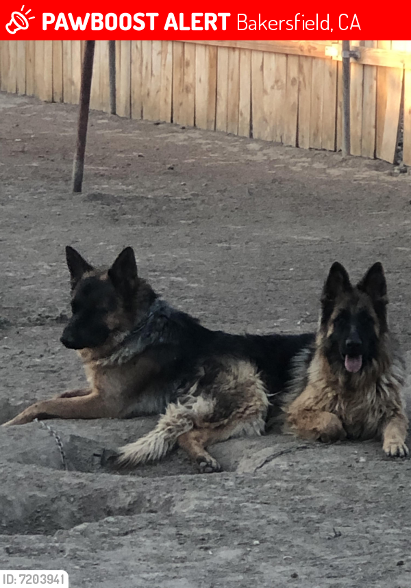 Bakersfield, CA Lost Dog, Max Is Missing | PawBoost