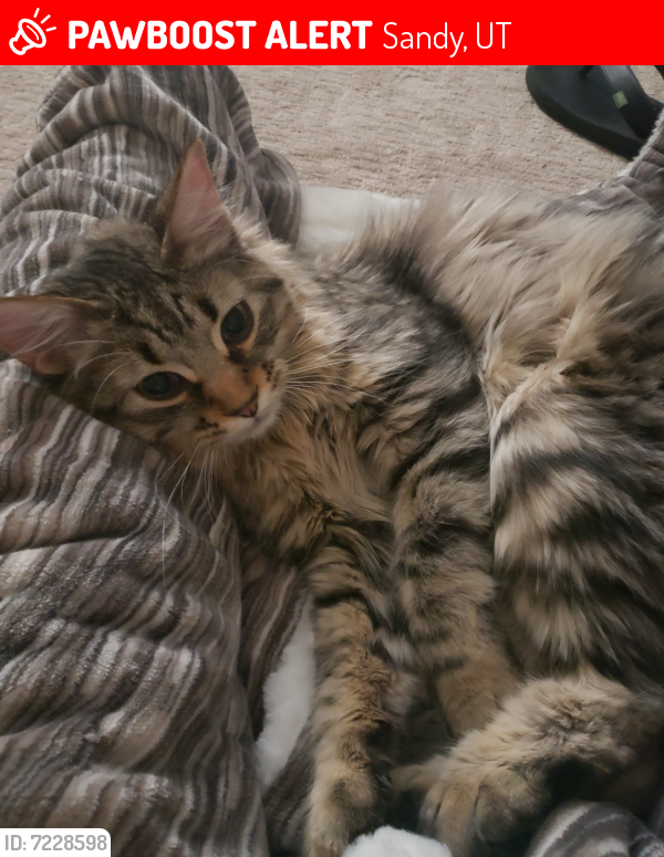 Sandy, UT Lost Male Cat, Ash Is Missing | PawBoost