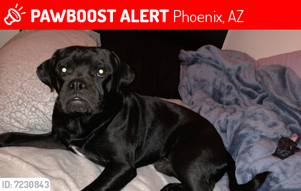 Phoenix, AZ Lost Male Dog, Dana Is Missing | PawBoost