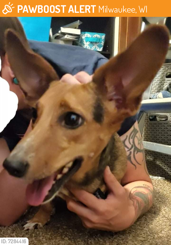 Milwaukee, WI Stray Female Dog Found Near 48th and Dakota ave | PawBoost