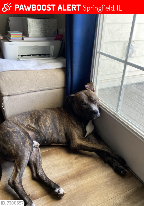Springfield, IL Lost Male Dog, Zion Is Missing | PawBoost