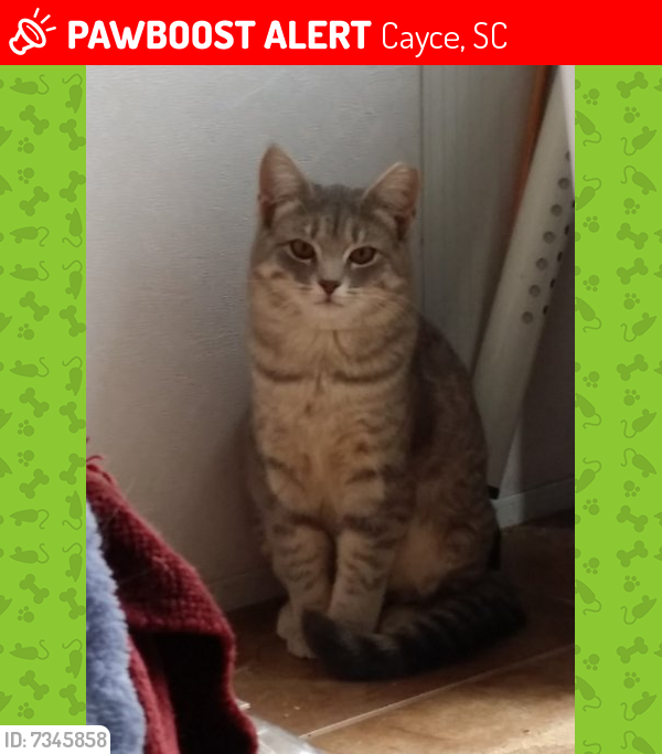 Cayce, SC Lost Female Cat, Boo Boo Is Missing | PawBoost