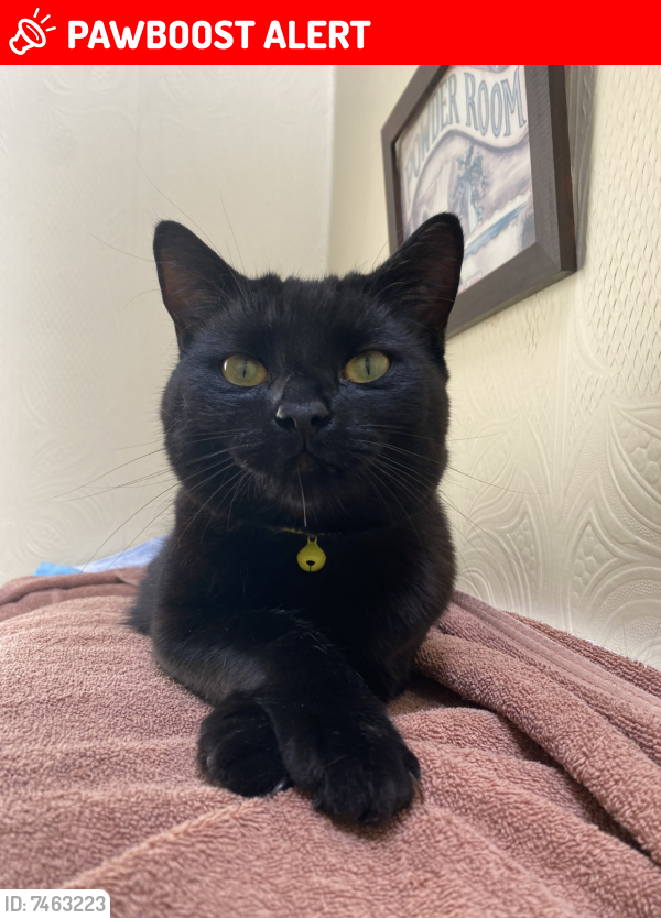 Gomersal, England Lost Male Cat, Leroy Is Missing | PawBoost