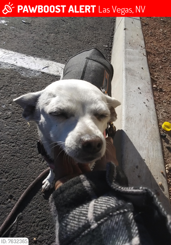 Lost Doge Twinkie