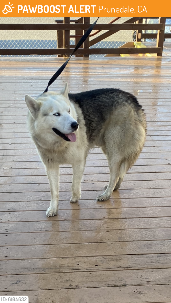 Prunedale, CA Stray Female Dog Found Near Hwy1 and Dolan Rd | PawBoost
