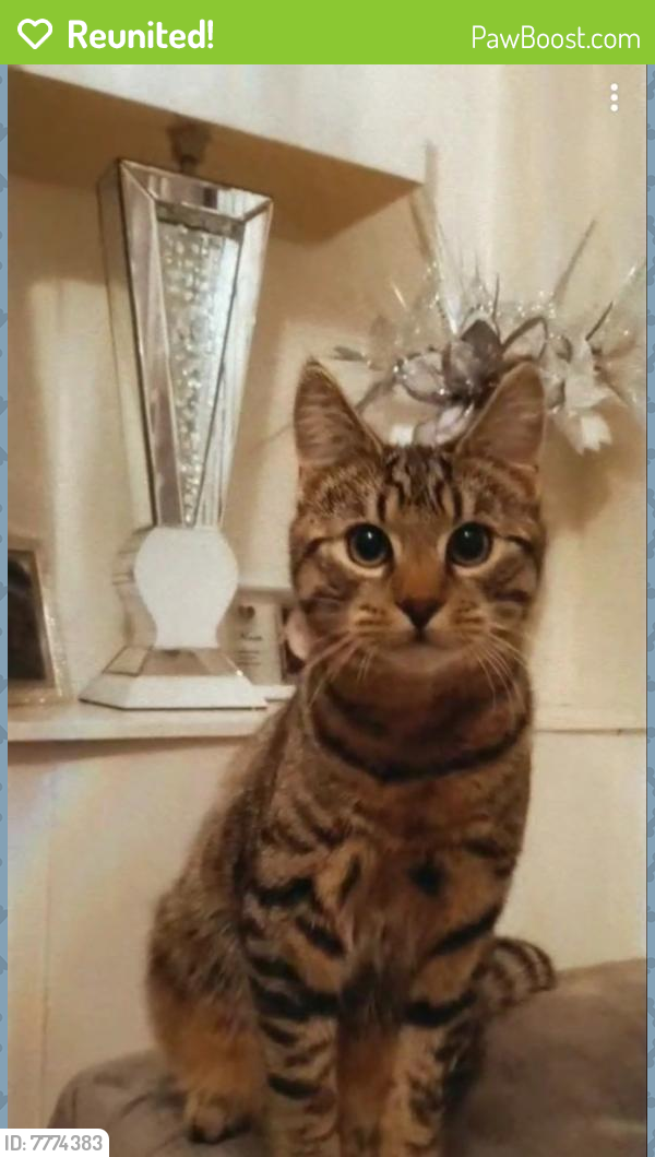 Reunited Male Cat in Belfast, Northern Ireland BT12 (ID: 67774383 ...