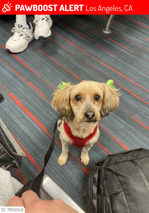 Los Angeles, CA Lost Female Dog, Minnie Is Missing | PawBoost