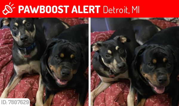 Lost Male Dog in Detroit, MI 48214 Named Onyx (ID: 7807629) | PawBoost
