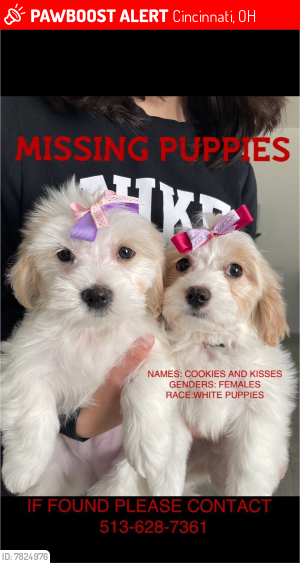 Cincinnati, OH Lost Female Dog, Kisses Is Missing | PawBoost