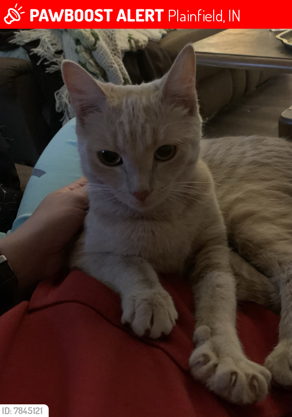 Plainfield, IN Lost Female Cat, Missy Is Missing | PawBoost
