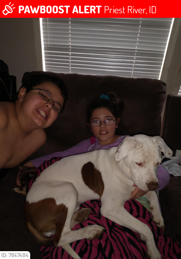 Priest River, ID Lost Female Dog, Phoebe Is Missing | PawBoost