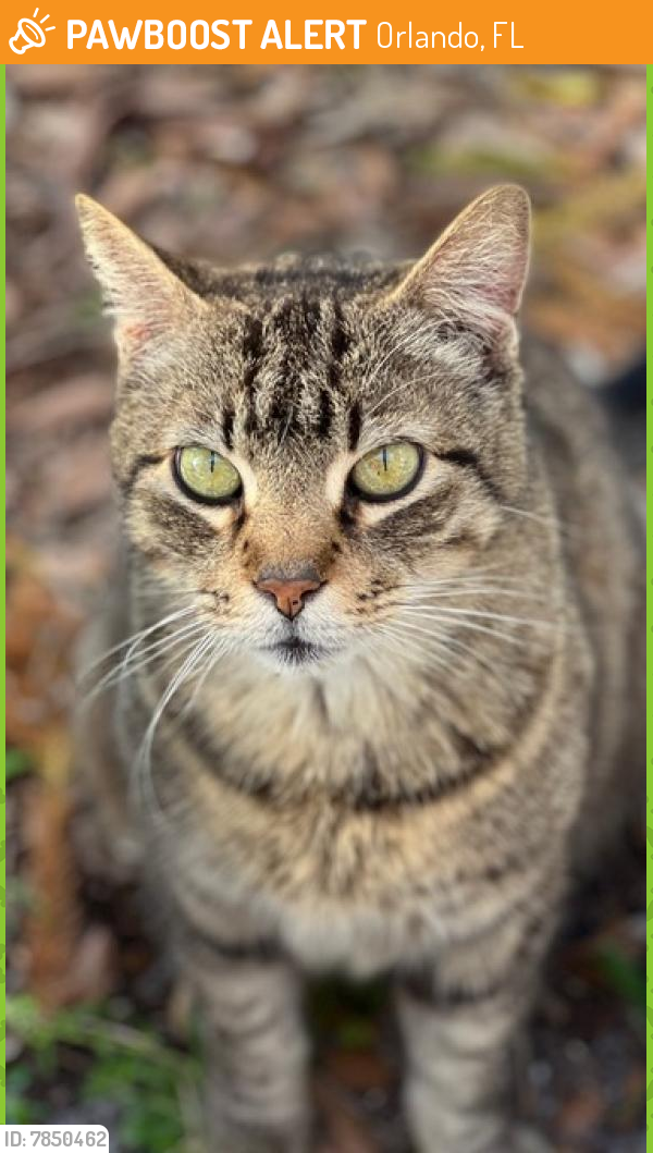 Orlando, FL Stray Male Cat Found Near Delcrest & Kinloch | PawBoost