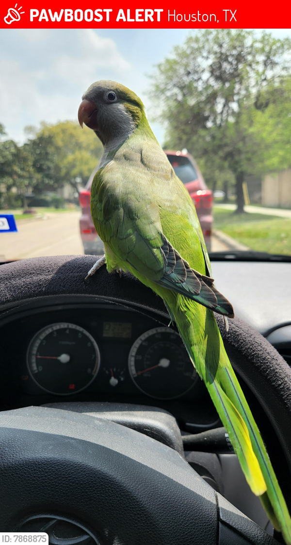 Houston, TX Lost Female Bird, Quaker Parrot Is Missing | PawBoost