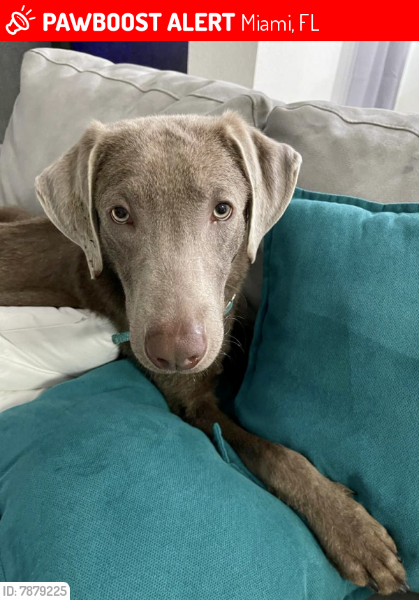 Miami, FL Lost Male Dog, Milo Is Missing | PawBoost