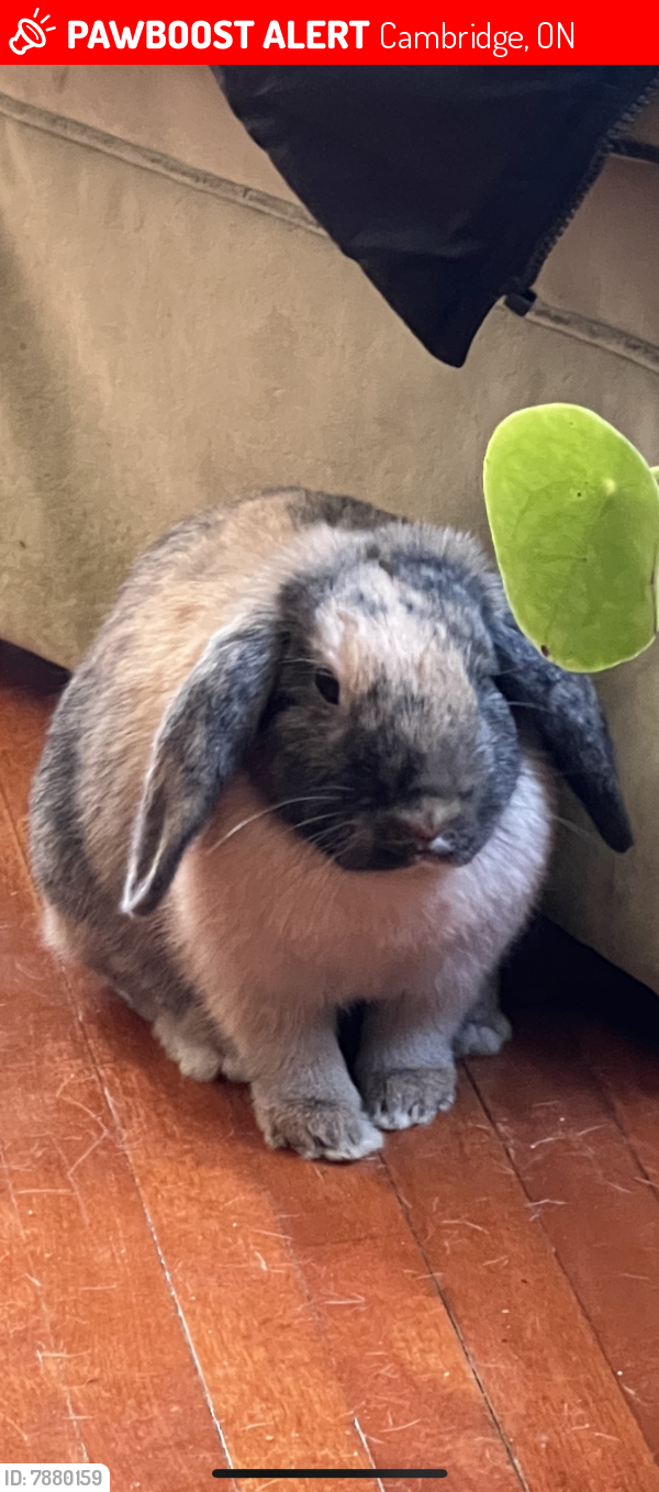 Cambridge, ON Lost Female Rabbit, Elf Is Missing | PawBoost