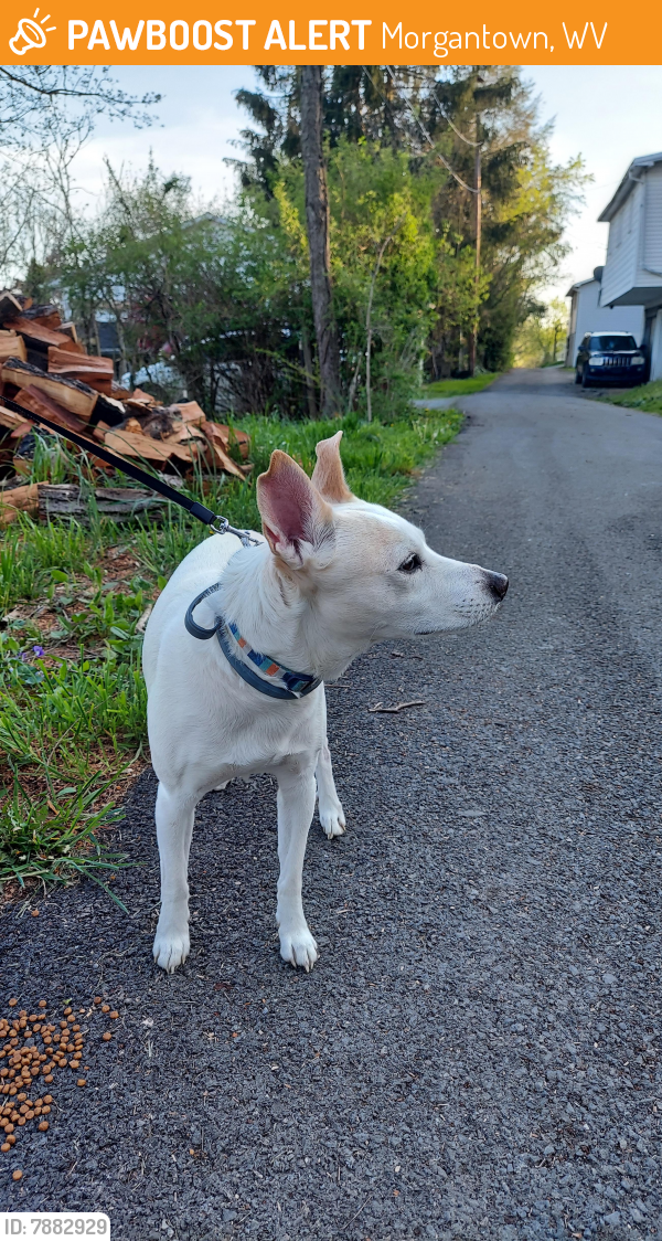 Morgantown, WV Stray Male Dog Found Near Ran toward Louise Avenue ...