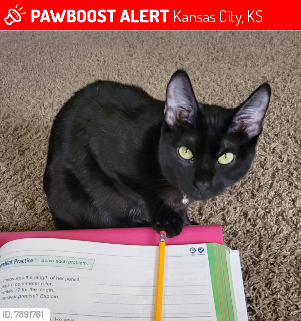 Kansas City, KS Lost Female Cat, Lucia Is Missing | PawBoost