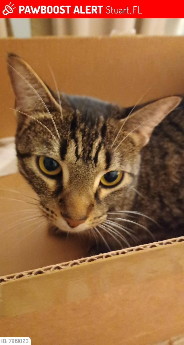 Lost Female Cat in Stuart, FL 34997 Named Kiki (ID: 7919023) | PawBoost
