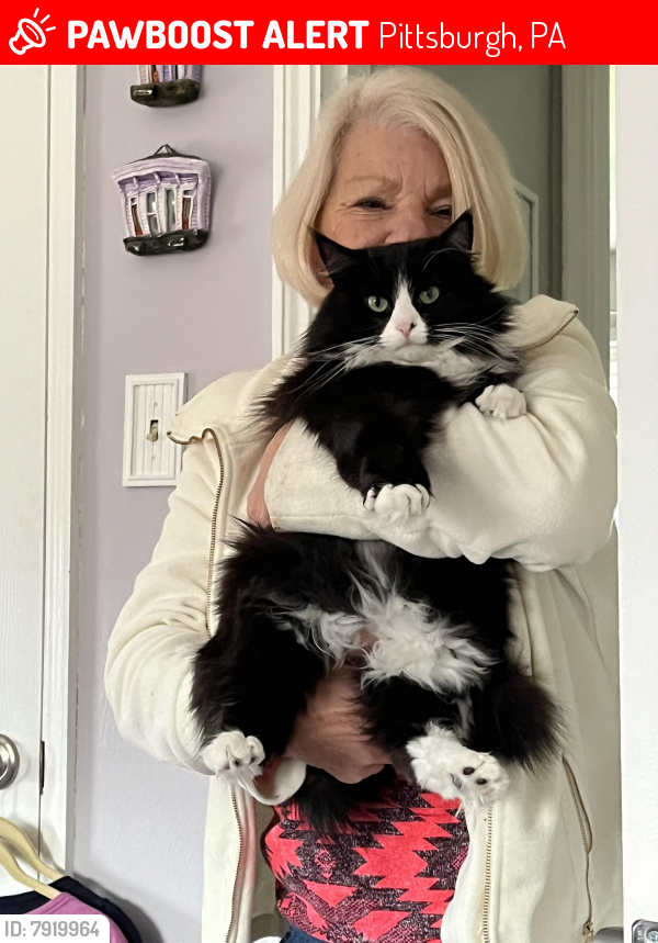 Pittsburgh, PA Lost Female Cat, Sissy Or Rose Is Missing | PawBoost