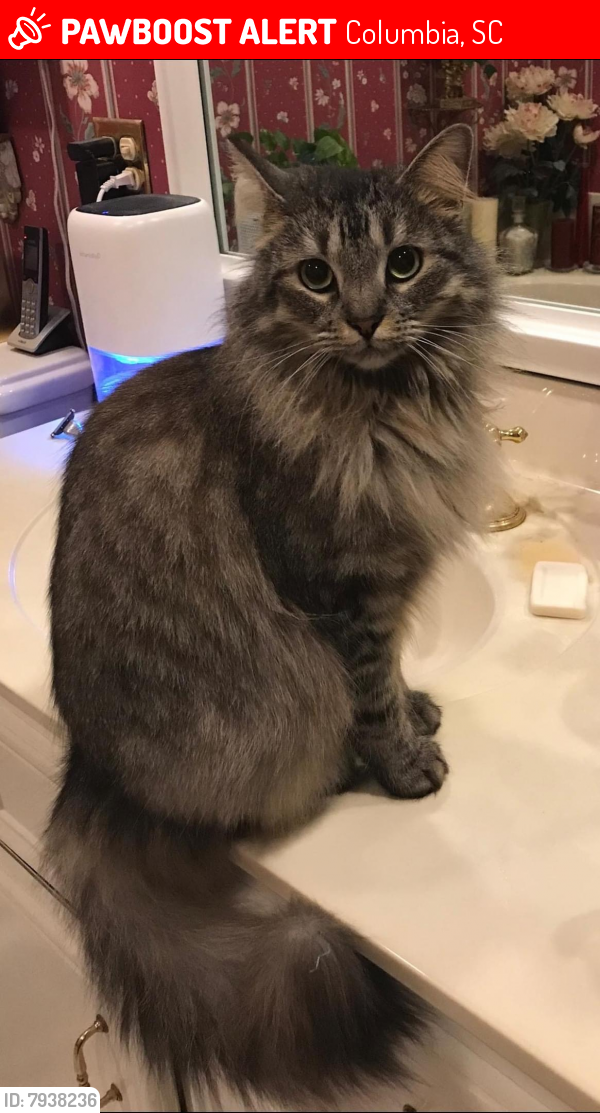 Columbia, SC Lost Female Cat, Smokey Is Missing | PawBoost