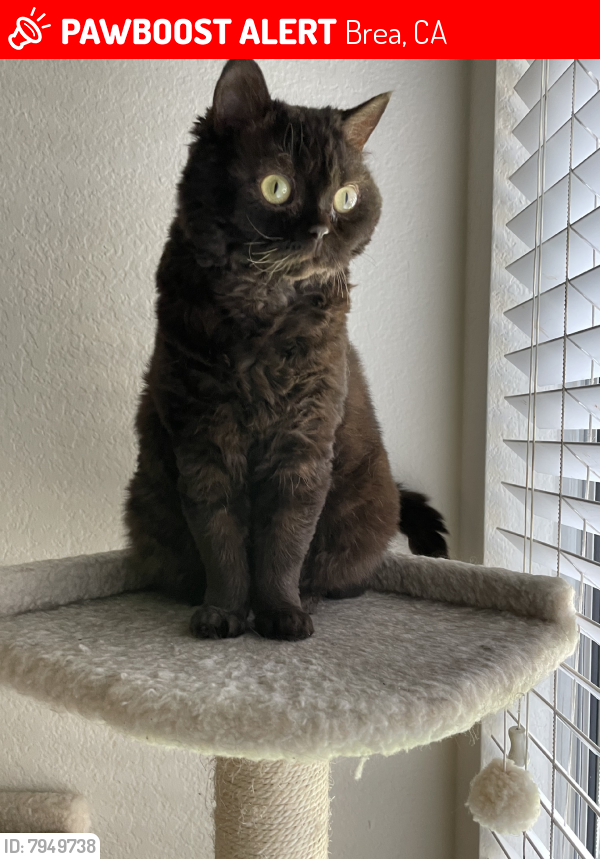 Brea, CA Lost Female Cat, Cocoa Puff Is Missing | PawBoost